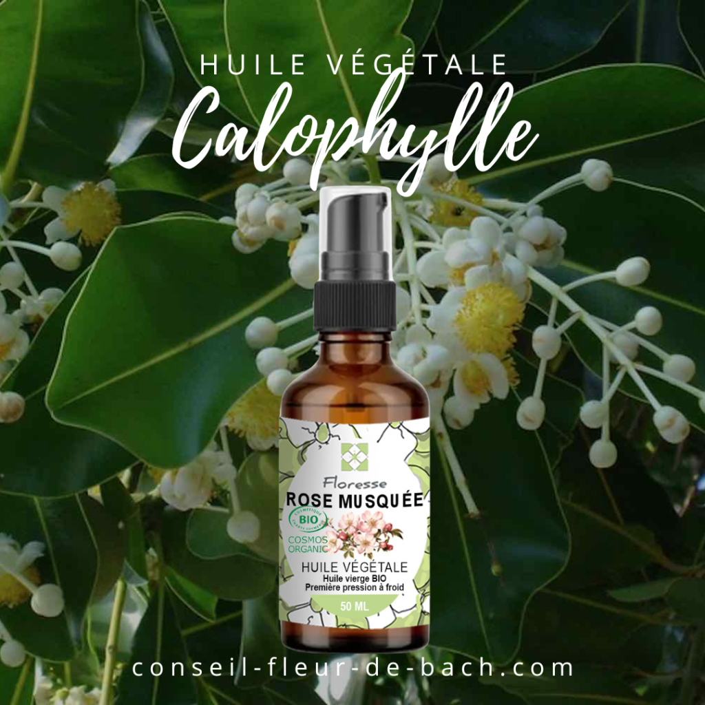 L'Huile végétale de Calophylle BIO - 50Ml | Sevellia