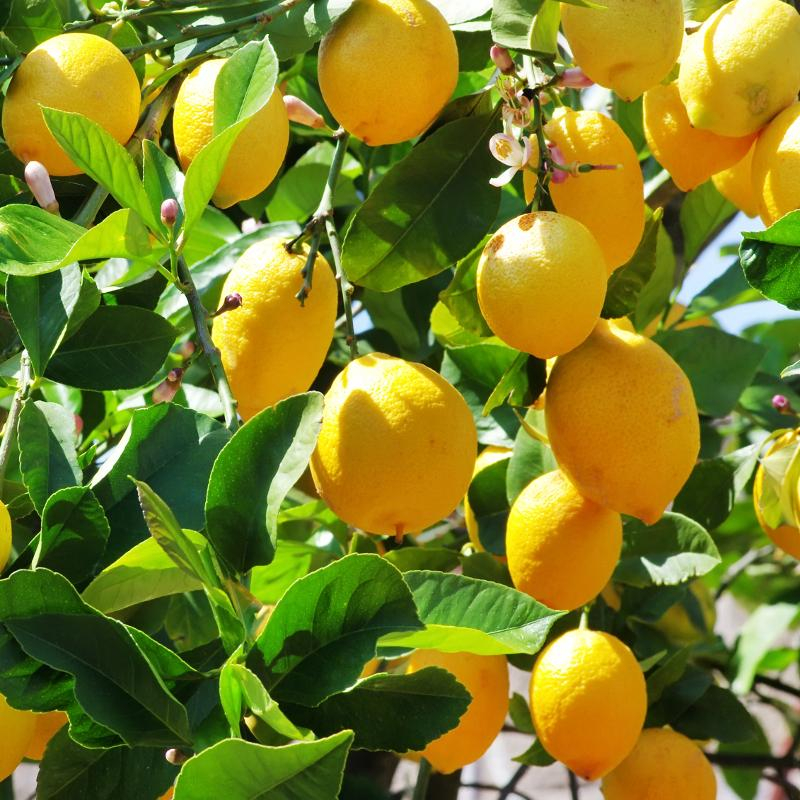 Huile essentielle de Citron 10ml | Sevellia