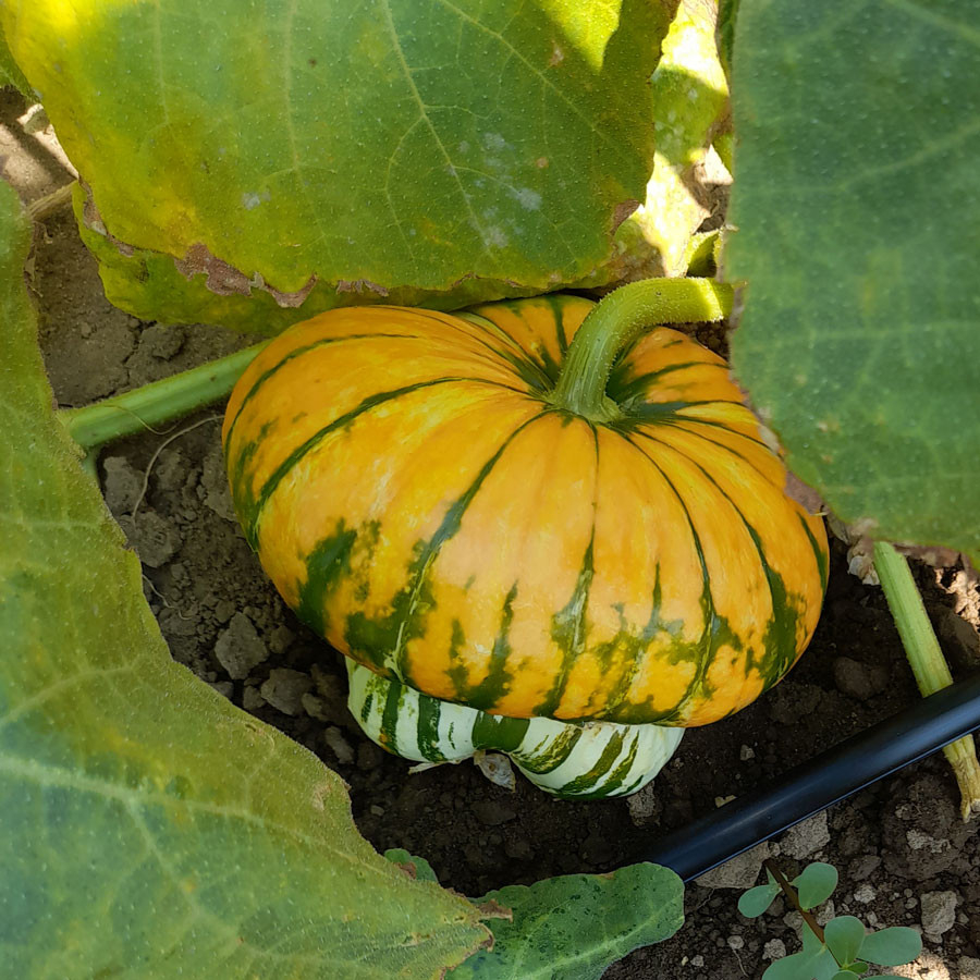 COURGE Giraumon Turban - Graines Bio | Sevellia