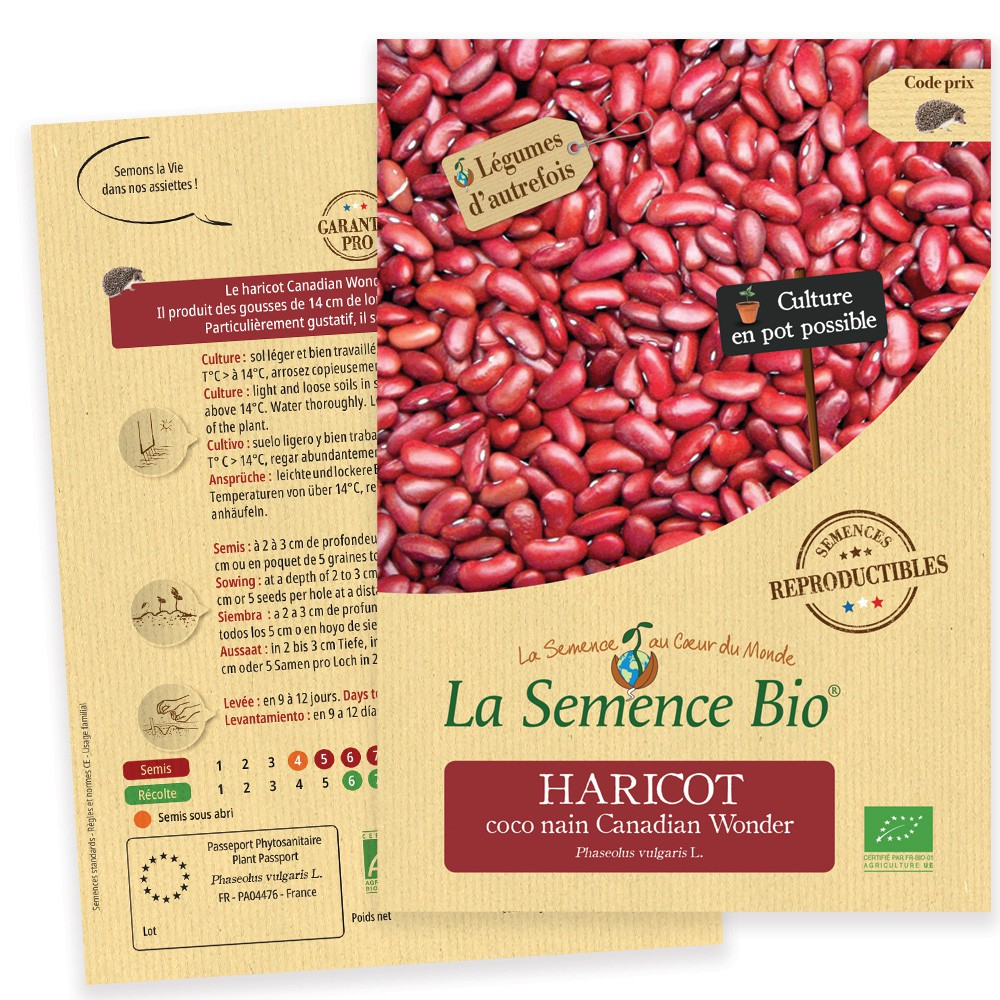 HARICOT coco nain Canadian Wonder - Graines Bio | Sevellia