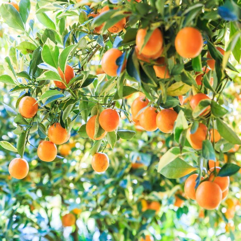 Huile essentielle d'Orange Douce 10ml | Sevellia