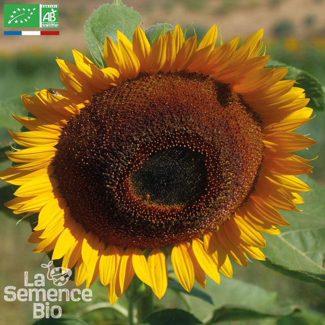 Semence - Tournesol géant à grandes fleurs Bio | Sevellia