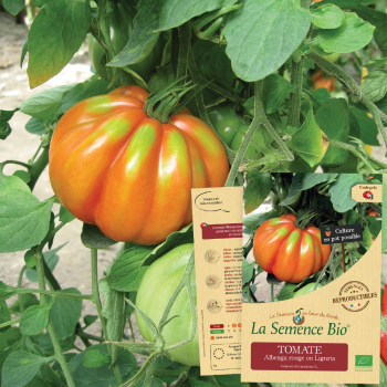 TOMATE Albenga rouge ou Liguria - Graines Bio | Sevellia